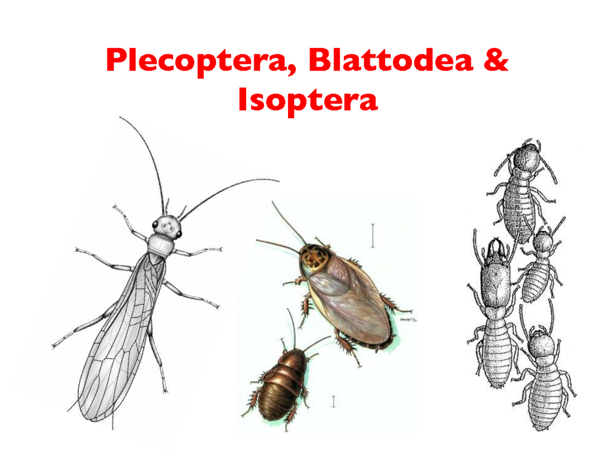 Lecture 11: Overview of Stoneflies, Cockroaches, and Termites - Studocu