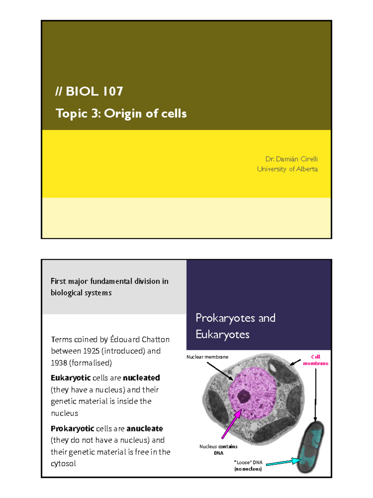BIOL 107: Origins of Cells - Prokaryotes vs Eukaryotes Overview - Studocu