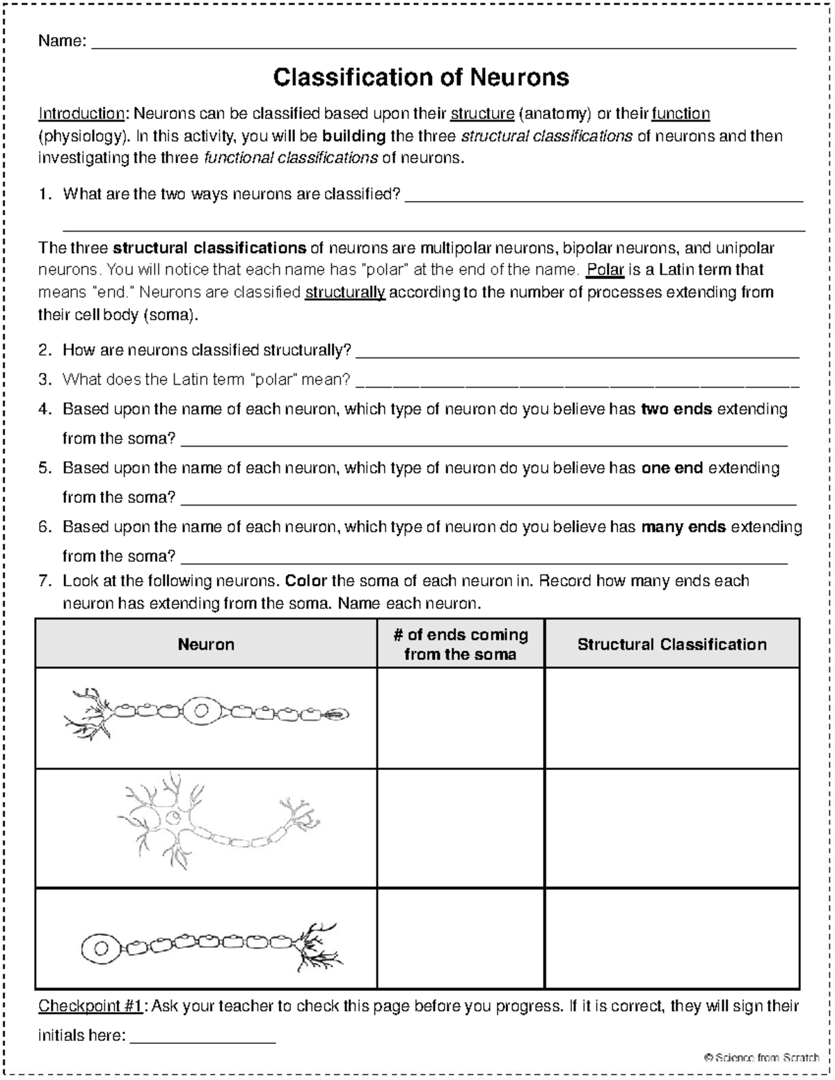 Types of Neurons Activity: Structural & Functional Classifications ...