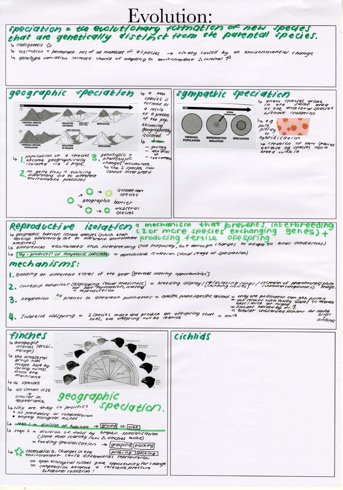 A3 Biology 16 - Summary on Speciation and Evolutionary Mechanisms - Studocu