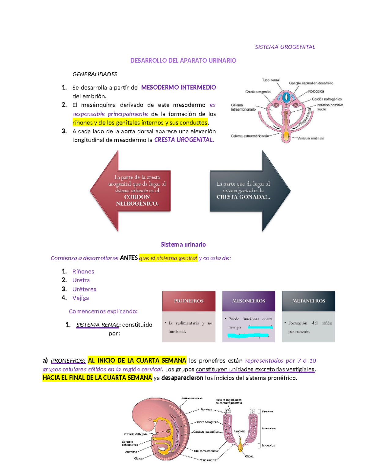 Tema 43. Sistema Urogenital - SISTEMA UROGENITAL DESARROLLO DEL APARATO URINARIO GENERALIDADES ...