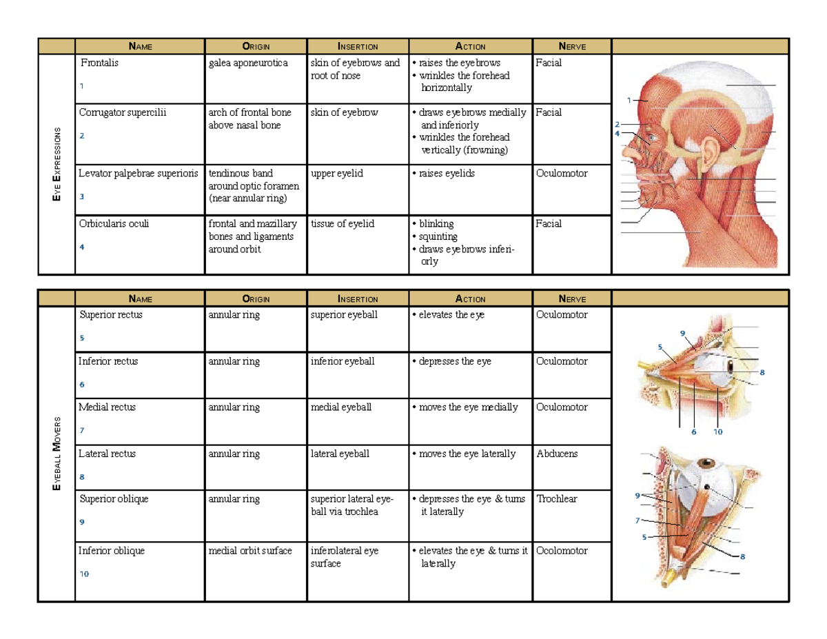 Muscle Chart Overview: Anatomy & Functions (BIO 101) - Studocu