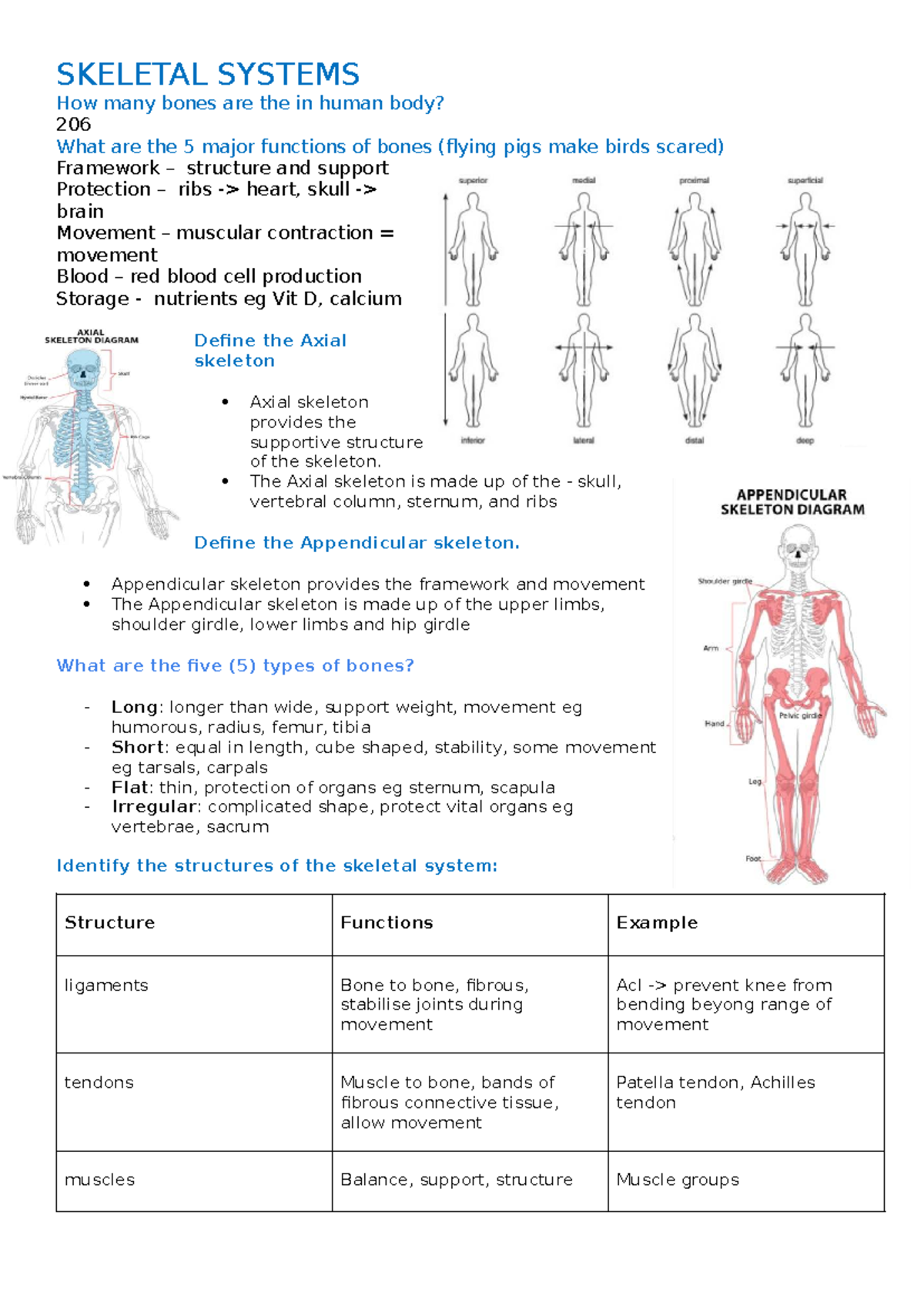 Topic 7 Notes: Skeletal, Muscular, and Circulatory Systems Overview ...