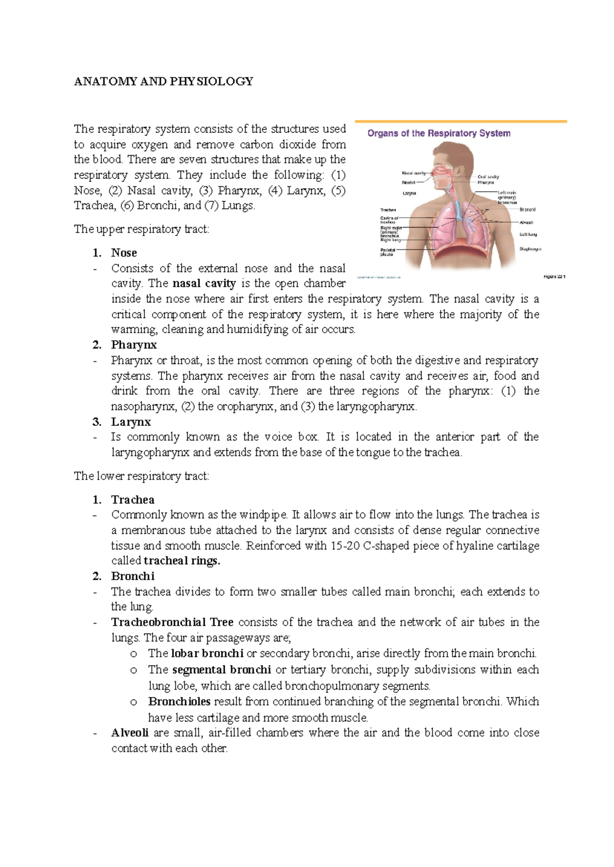ANATOMY 101: The Respiratory System Overview and Structures - Studocu