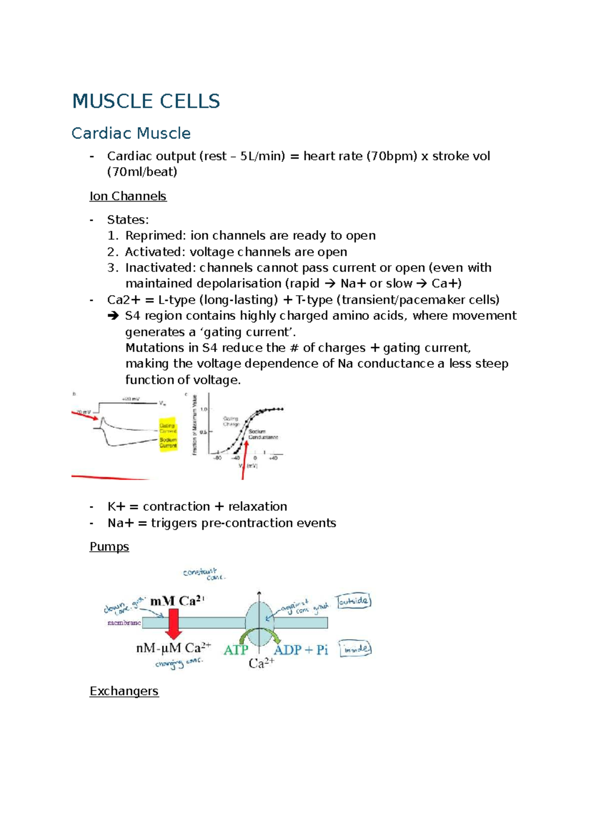 BIOM2011 - Cardiac Muscle Function and Electrical Activity Summary ...