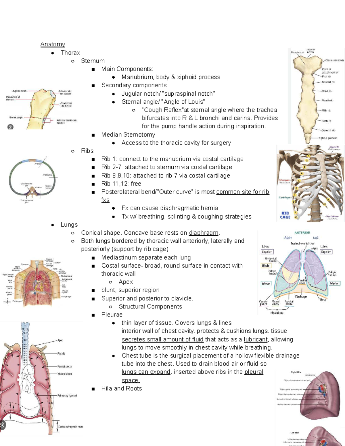 Anatomy and Physiology of Thorax and Lung Innervation (BIO 101) - Studocu