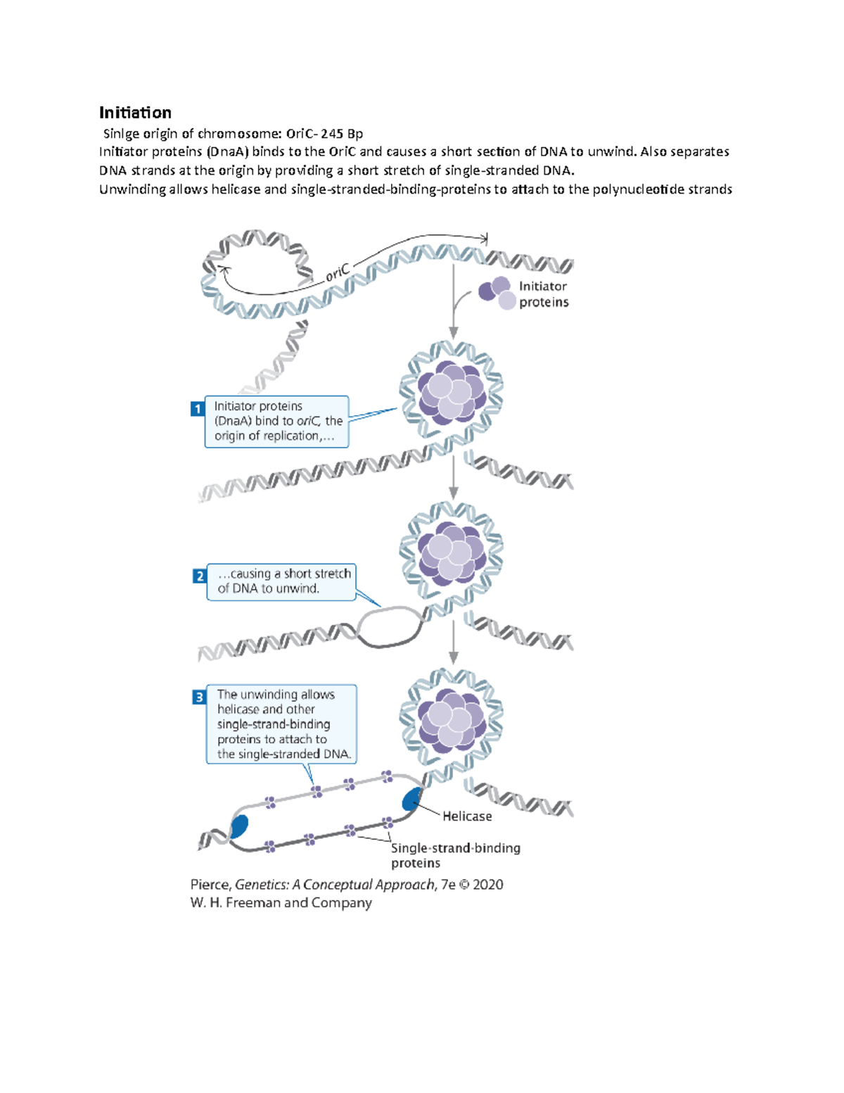 GTS 251 Study Unit 2.1 Part 1 - Initiation Sinlge origin of chromosome ...