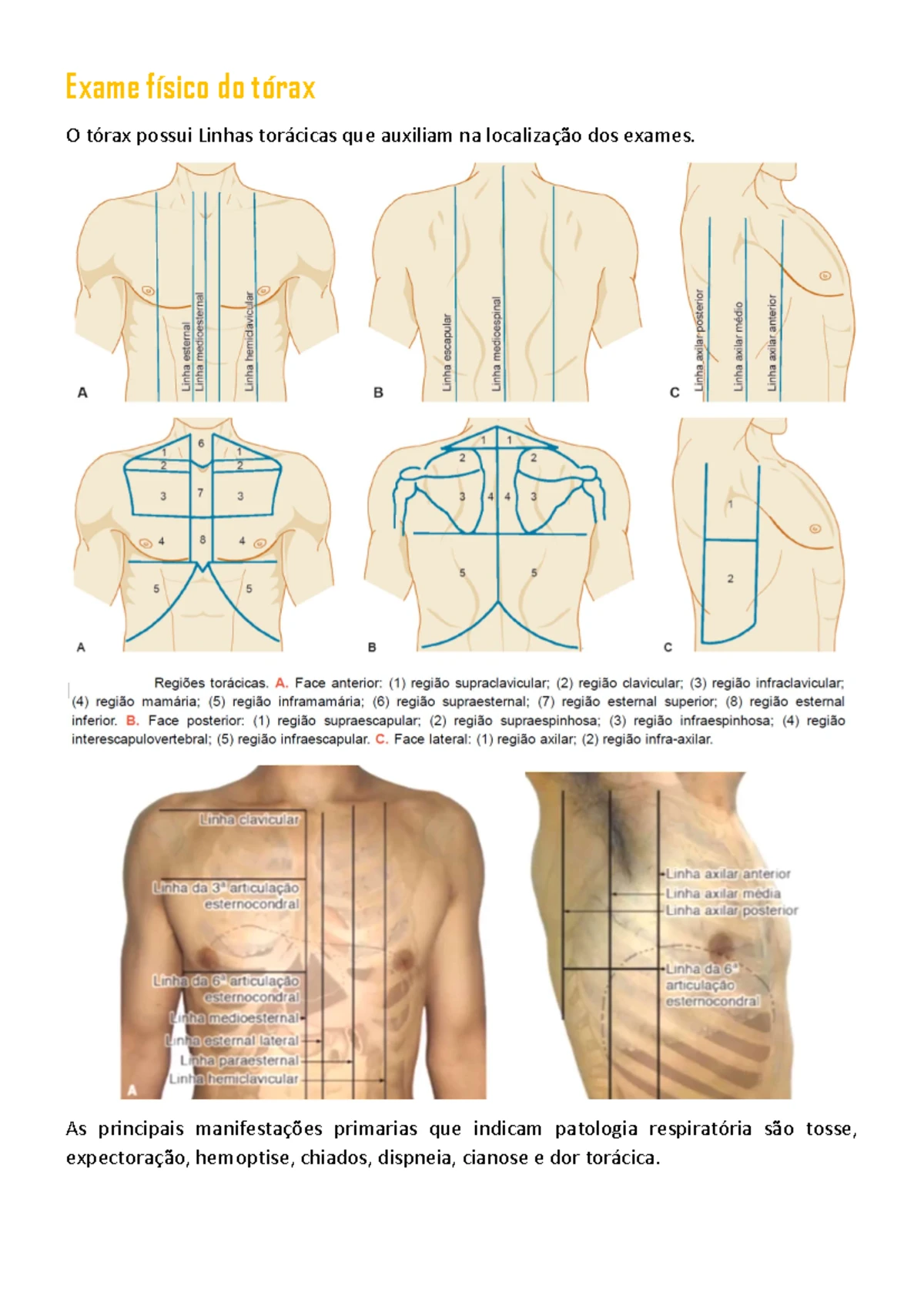Absorção e digestão - carboidratos, lipídios e proteínas - Descrever a ...