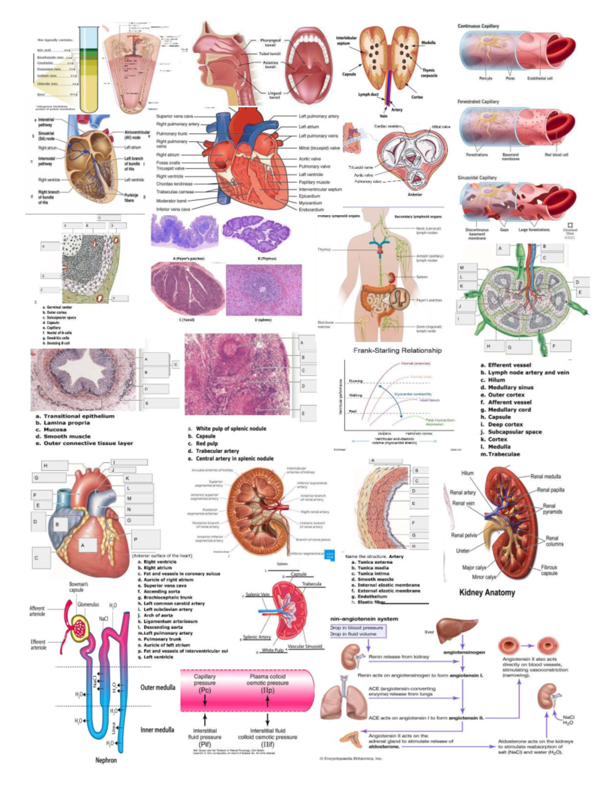 Regionals Anatomy Cheatsheet for Quick Reference - Studocu