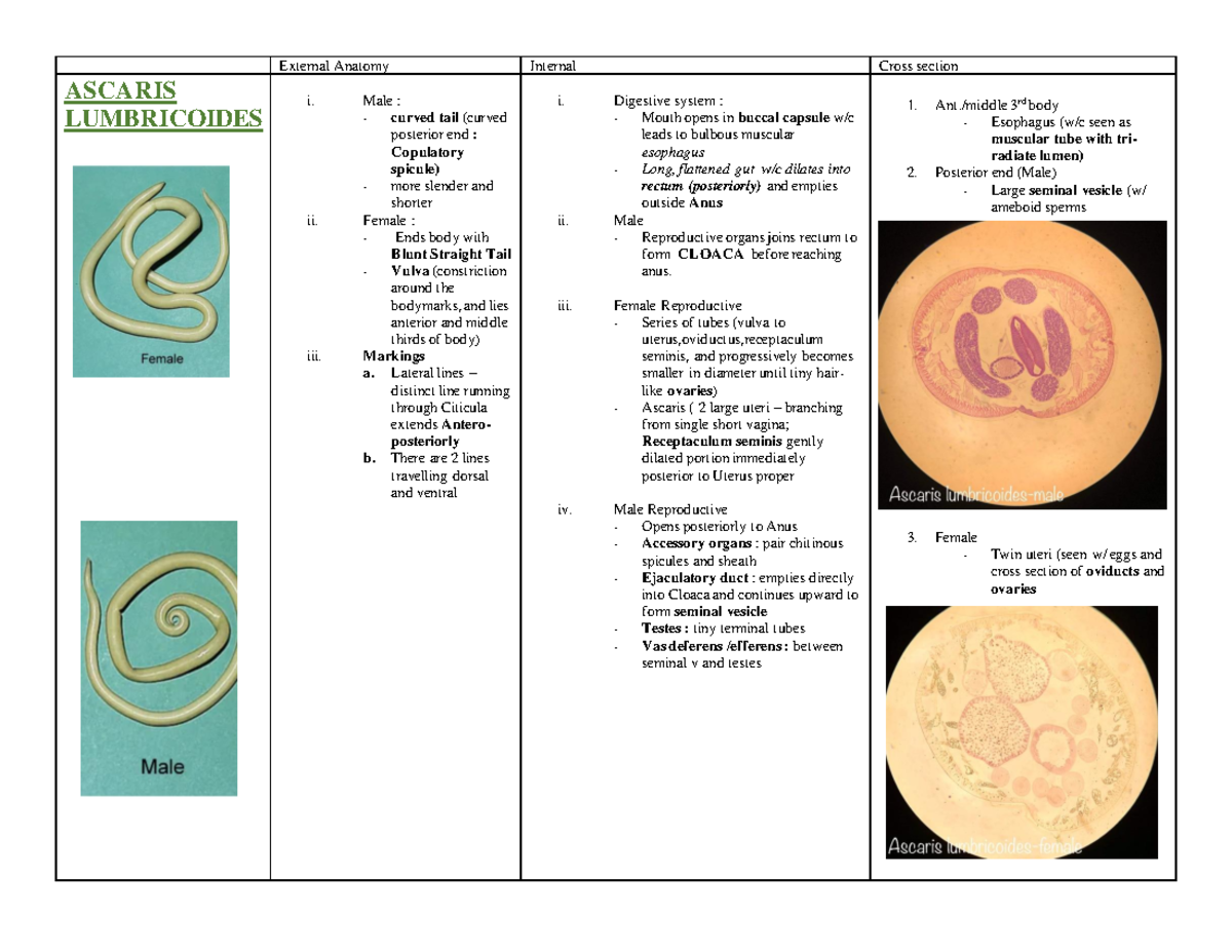 Parasitology-Midtermsilcs-2 DR. ABE - External Anatomy Internal Cross ...