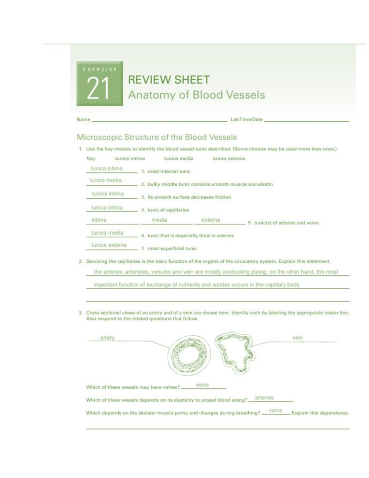 Exercise 21: Anatomy of Blood Vessels and Their Functions - Studocu
