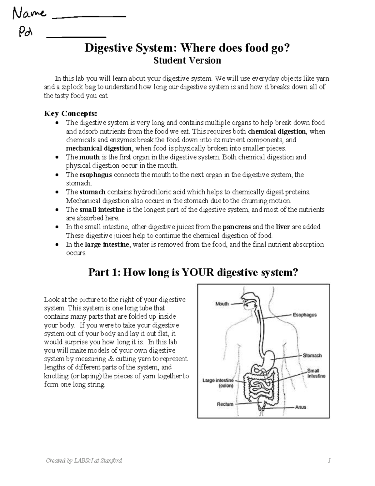 Understanding Your Digestive System: A Hands-On Lab Activity - Studocu