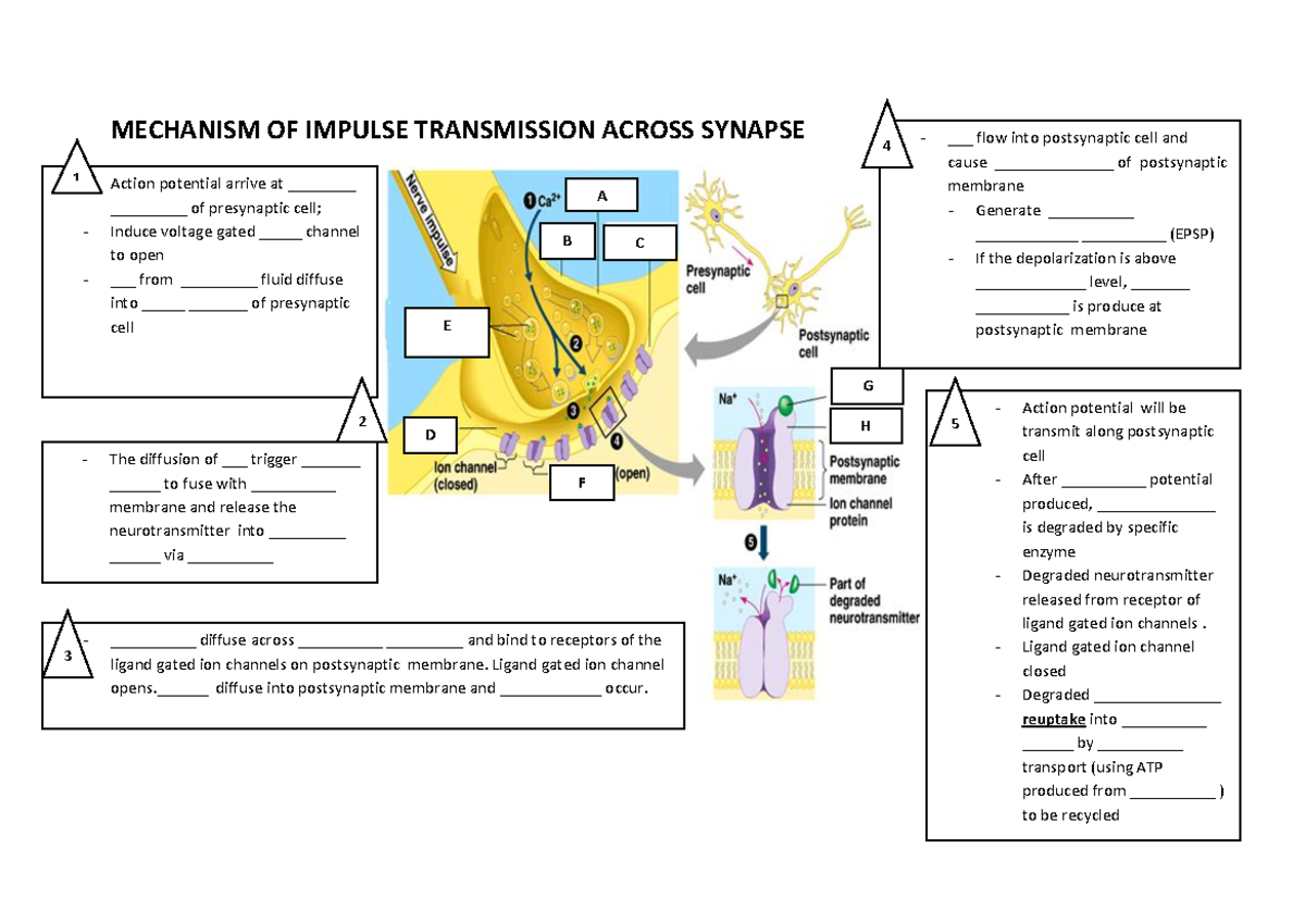Mechanism OF Impulse Transmission Across Synapse - MECHANISM OF IMPULSE ...