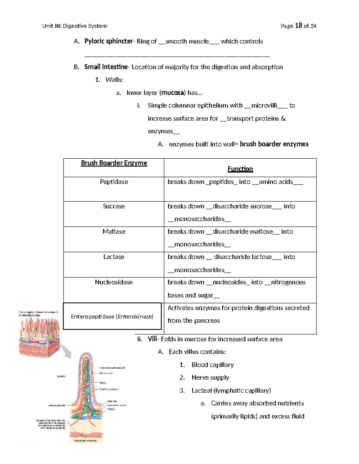 BMS 251 Final Exam Study Guide: Digestive System Overview - A. Pyloric ...