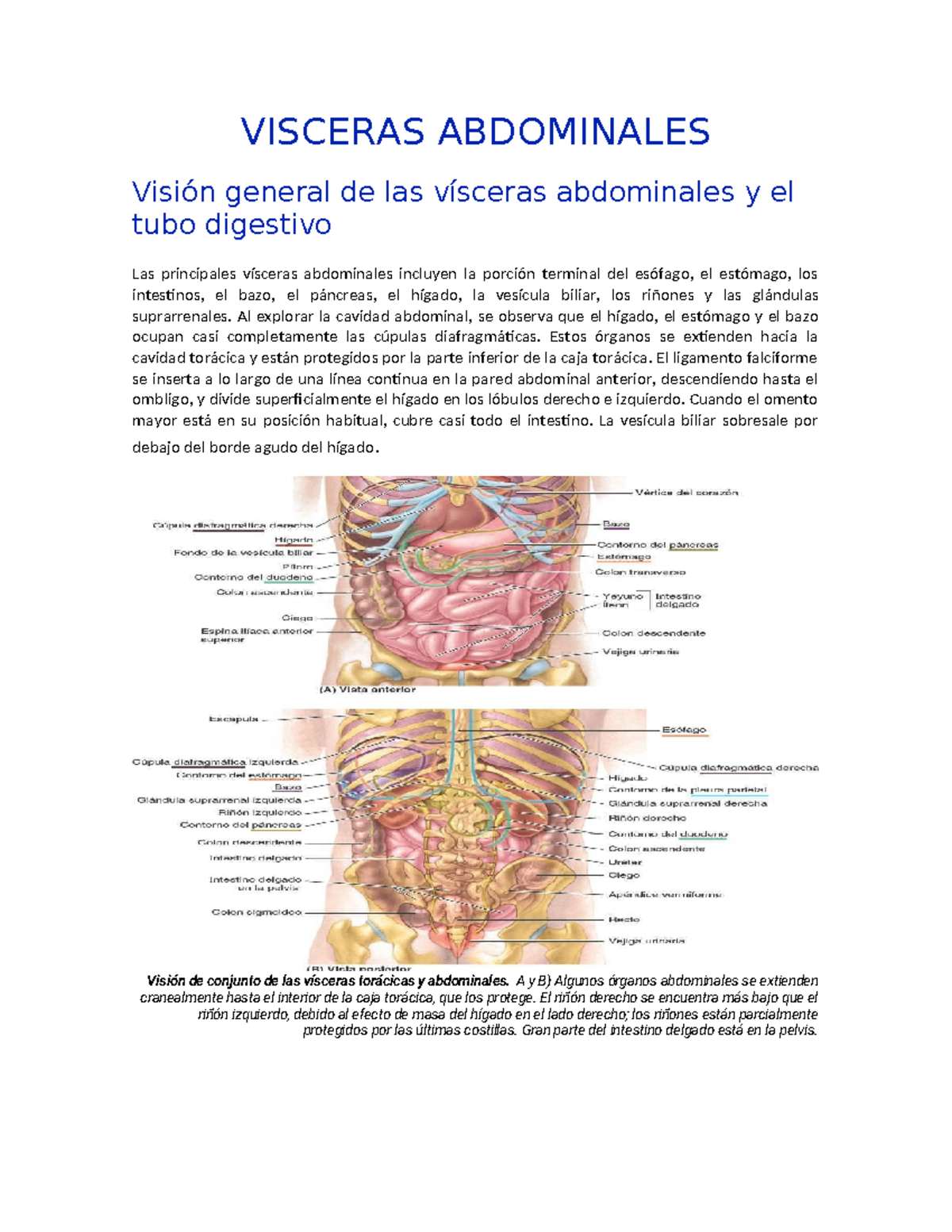 VISCERAS ABDOMINALES Y TUBO DIGESTIVO: ANATOMÍA Y FUNCIONES - Studocu