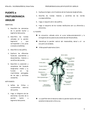 Puente o Protuberancia: Estructura y Funciones del Tronco Encefálico ...