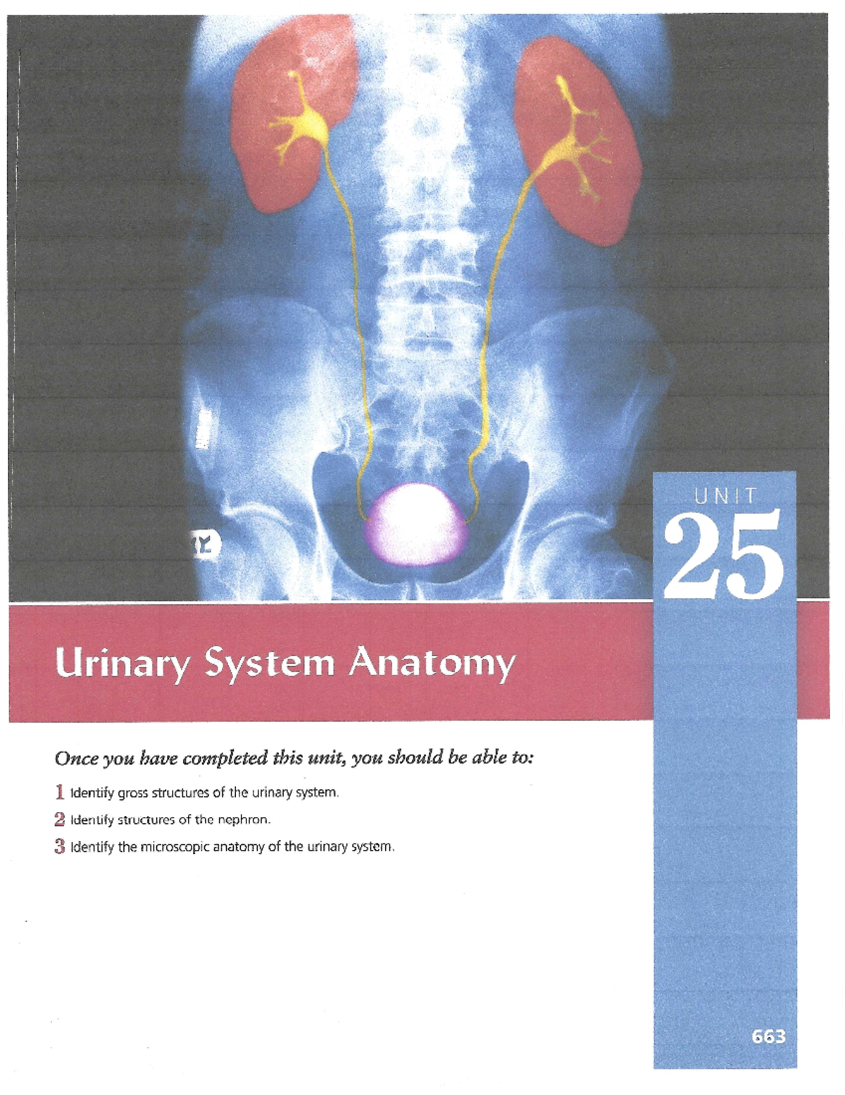 2022 Lab Pre-Lab Notes: Exploring the Urinary System - Studocu