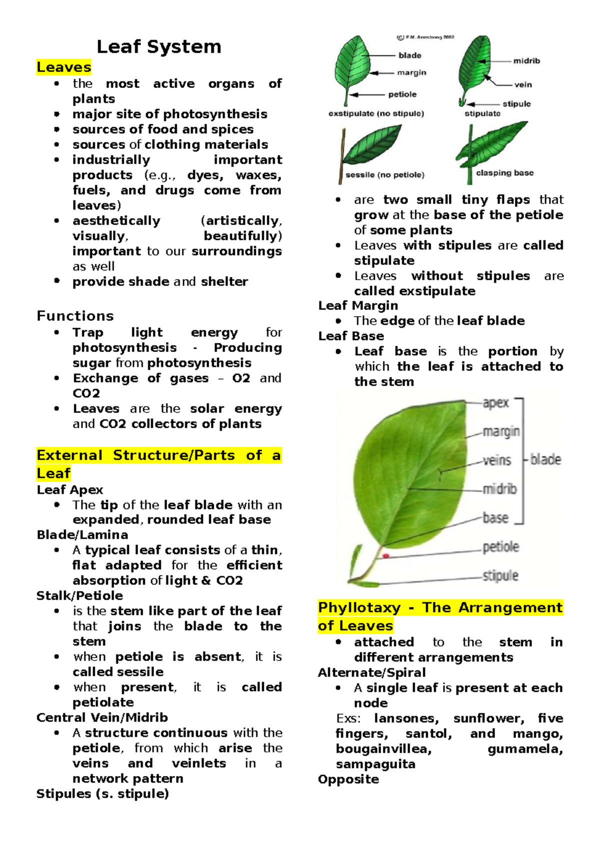 Leaves: The Essential Organs of Photosynthesis and Plant Function - Studocu
