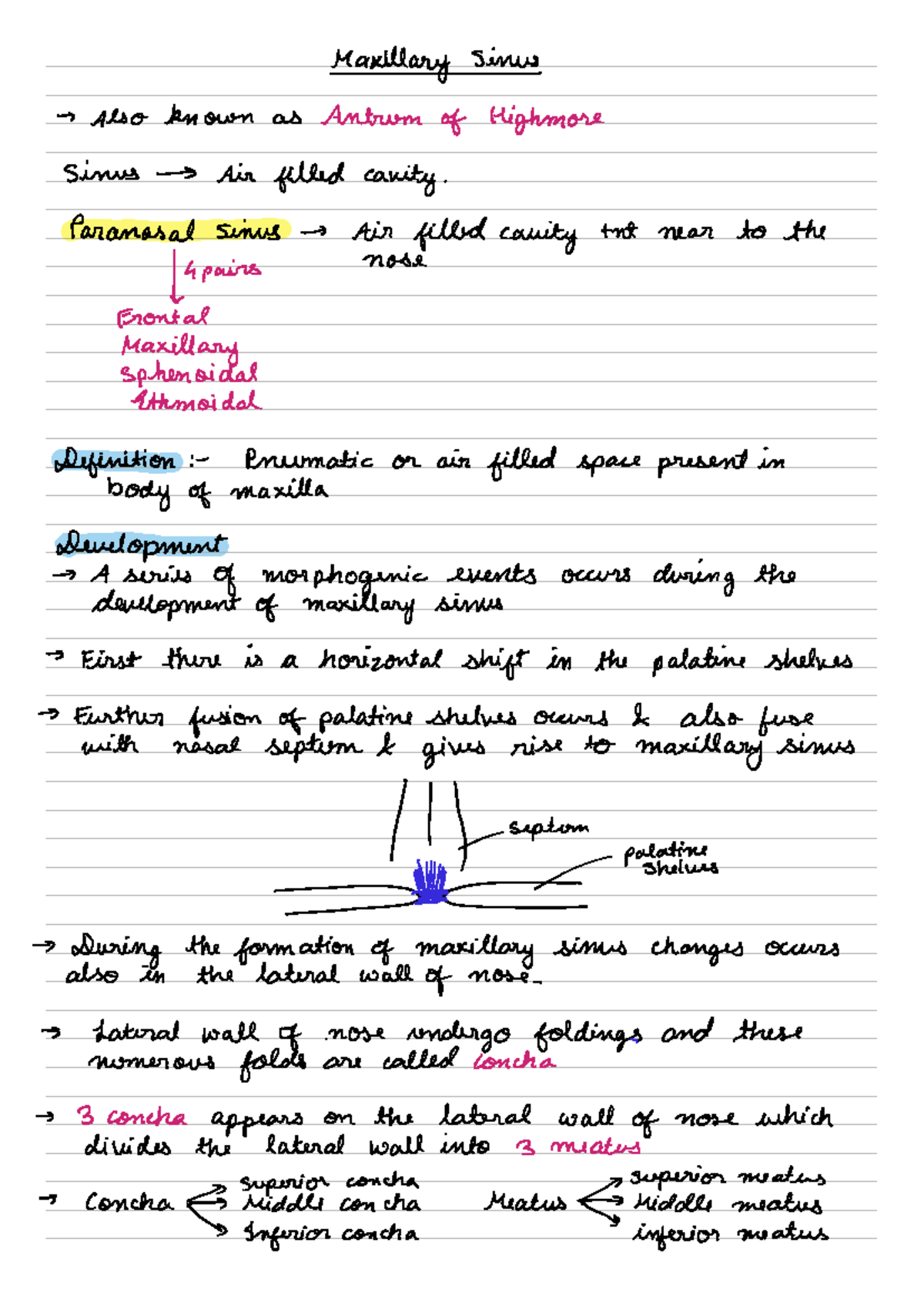 Maxillary Sinus K - Handwritten Notes on Anatomy and Functions - Studocu