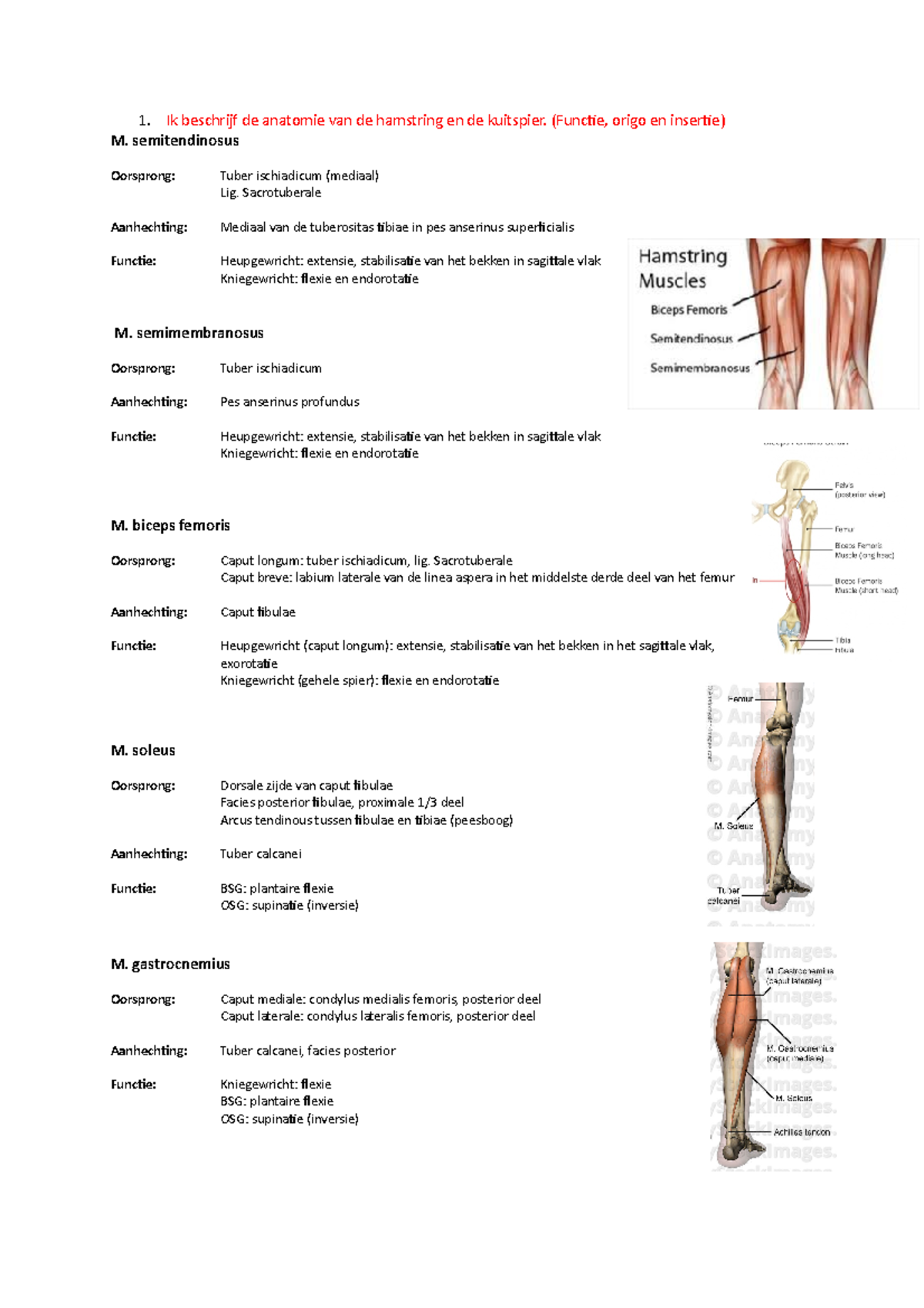 Spieren Anatomie: Hamstring en Kuitspier Beschrijving - Studeersnel