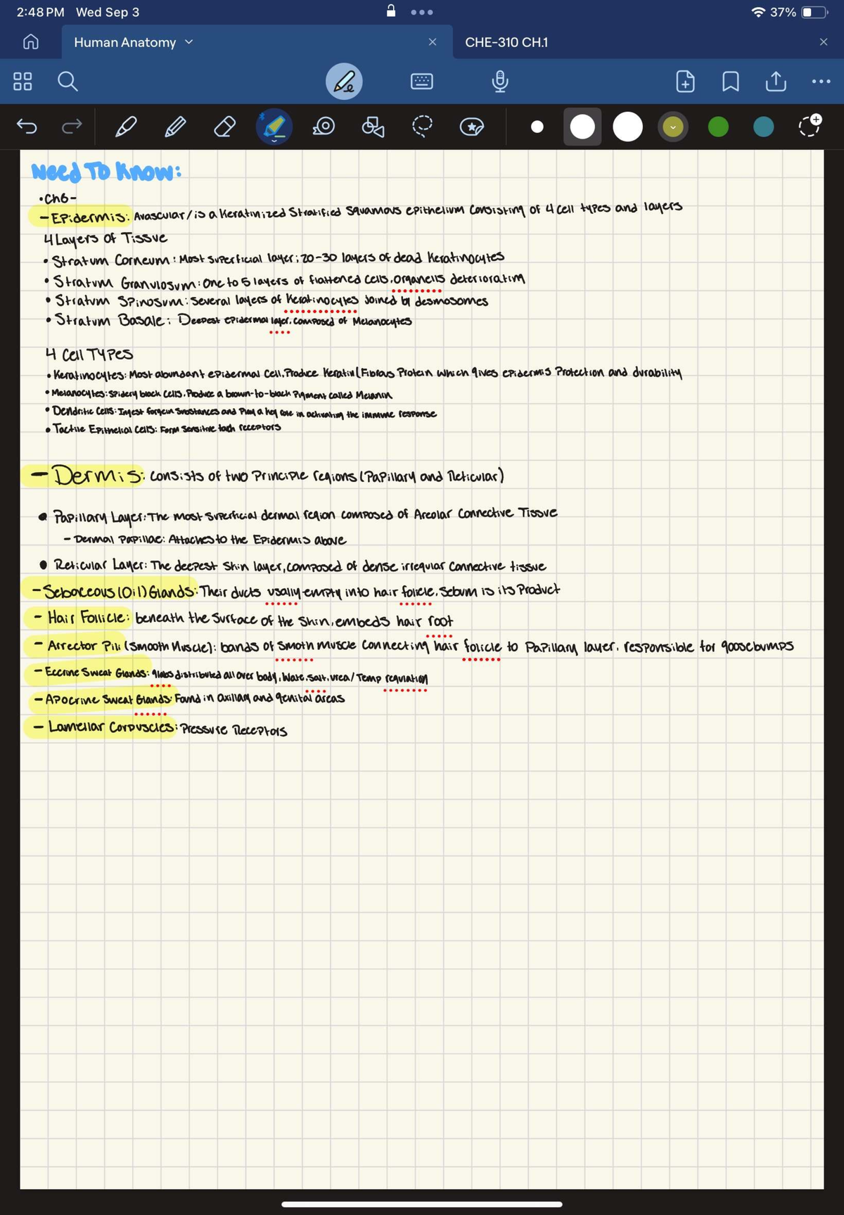 Human Anatomy X: Chapter 1 - Key Insights on Epidermis and Dermis - Studocu