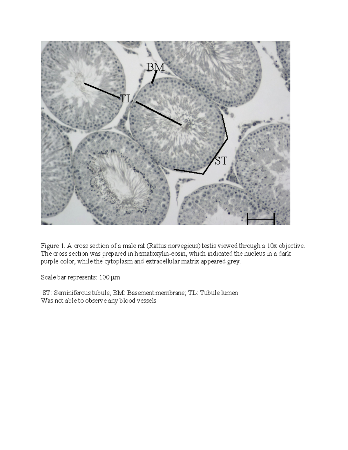 Rat Testes Cross Section Analysis for BIO1140 Lab Module 4 - Studocu