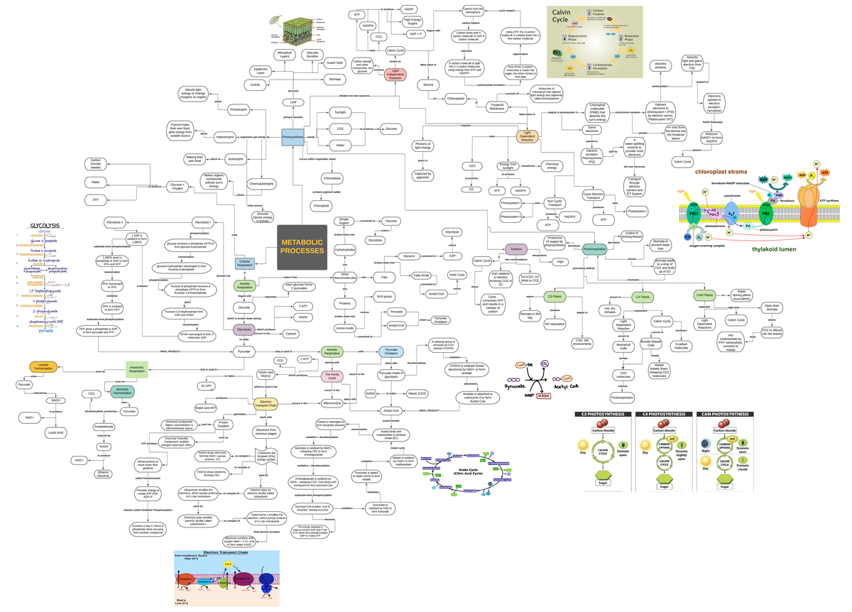 Metabolic Processes Concept Map - METABOLIC PROCESSES Cellular Respiration is Aerobic ...