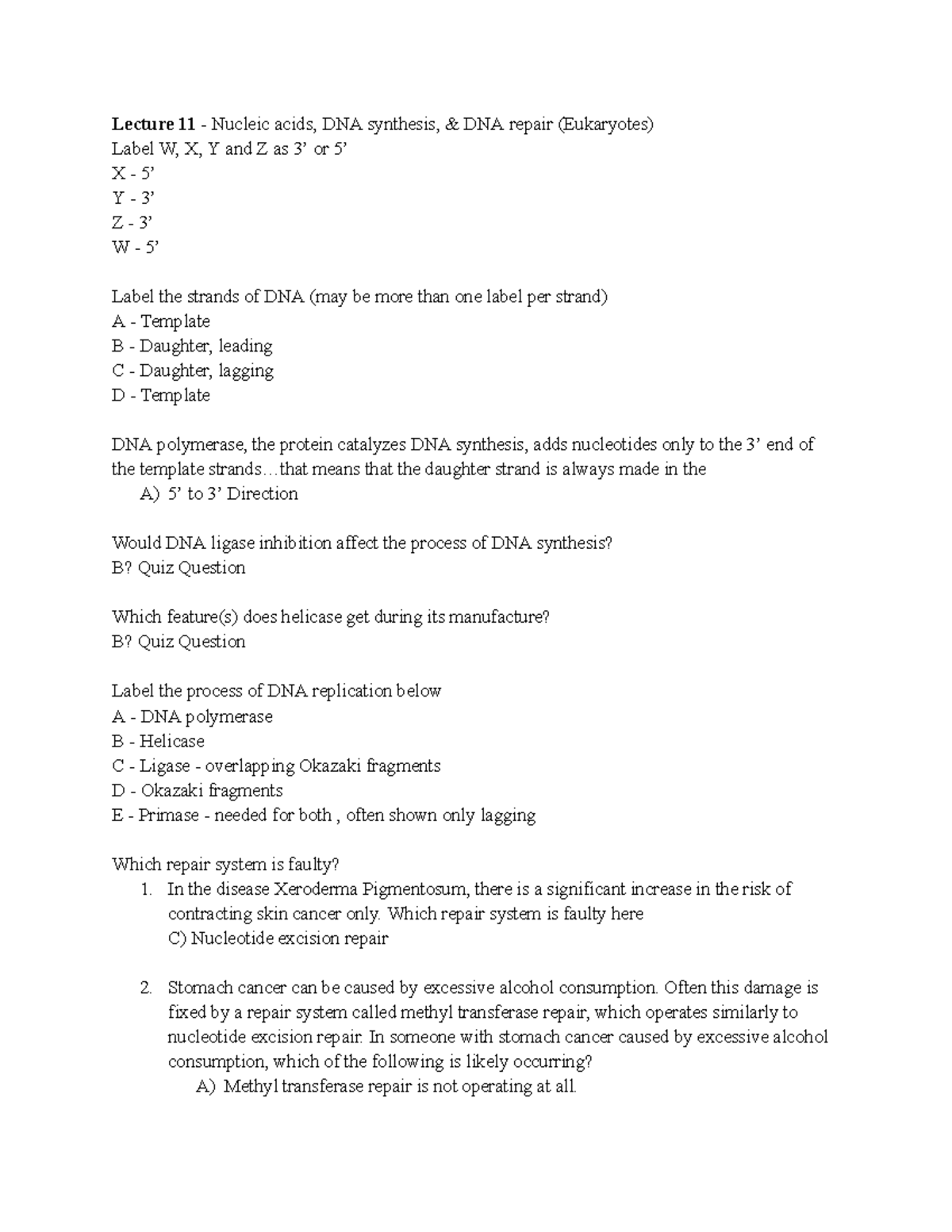 Bio 113 Lecture 11: Nucleic Acids, DNA Synthesis & Repair - Studocu