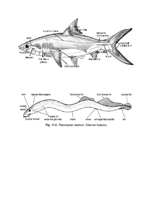 Hassan et al - this is helpful for rrl - The Professional Medical ...