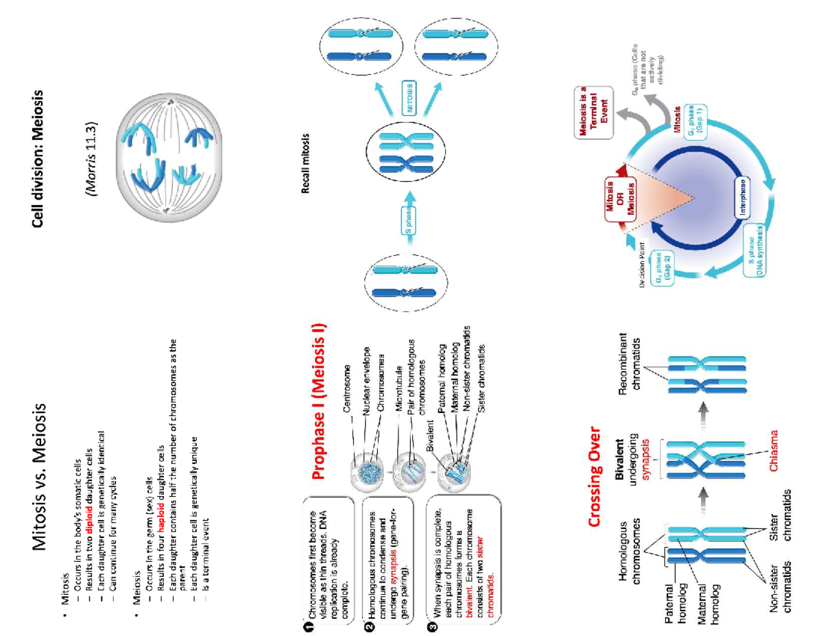 Bio 101: Mitosis vs. Meiosis - Key Differences and Processes - Studocu