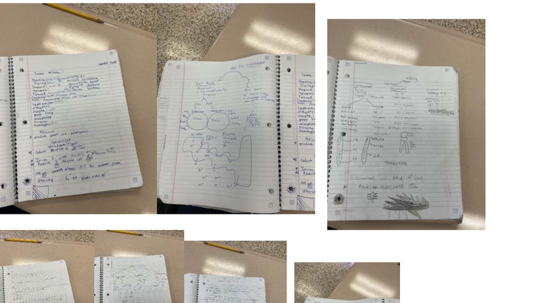 Bio Notes: Cell Division, Genetics, and Disorders (BIO 101) - Studocu