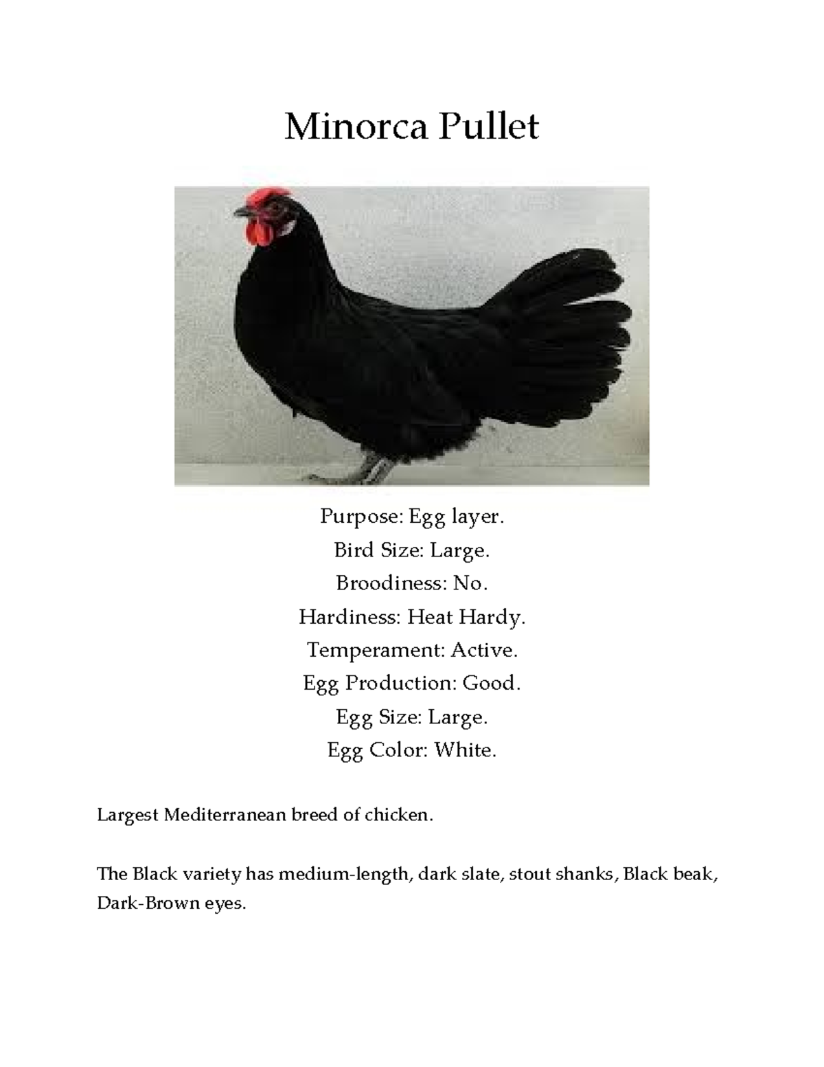 Black Minorca Pullet - GK - Minorca Pullet Purpose: Egg layer. Bird ...