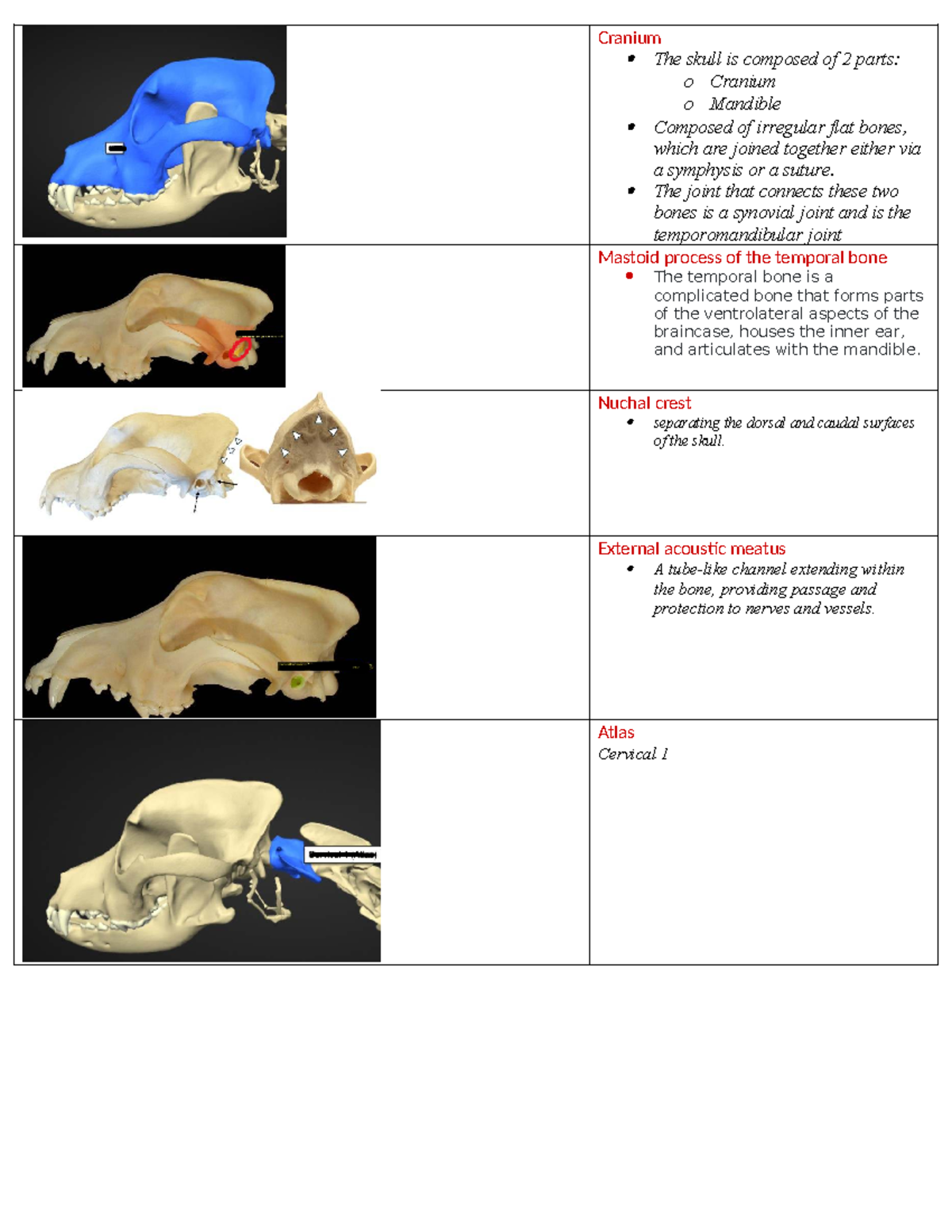 Muscle Physiology and Mechanics: Canine Anatomy Notes (ANAT 101) - Studocu