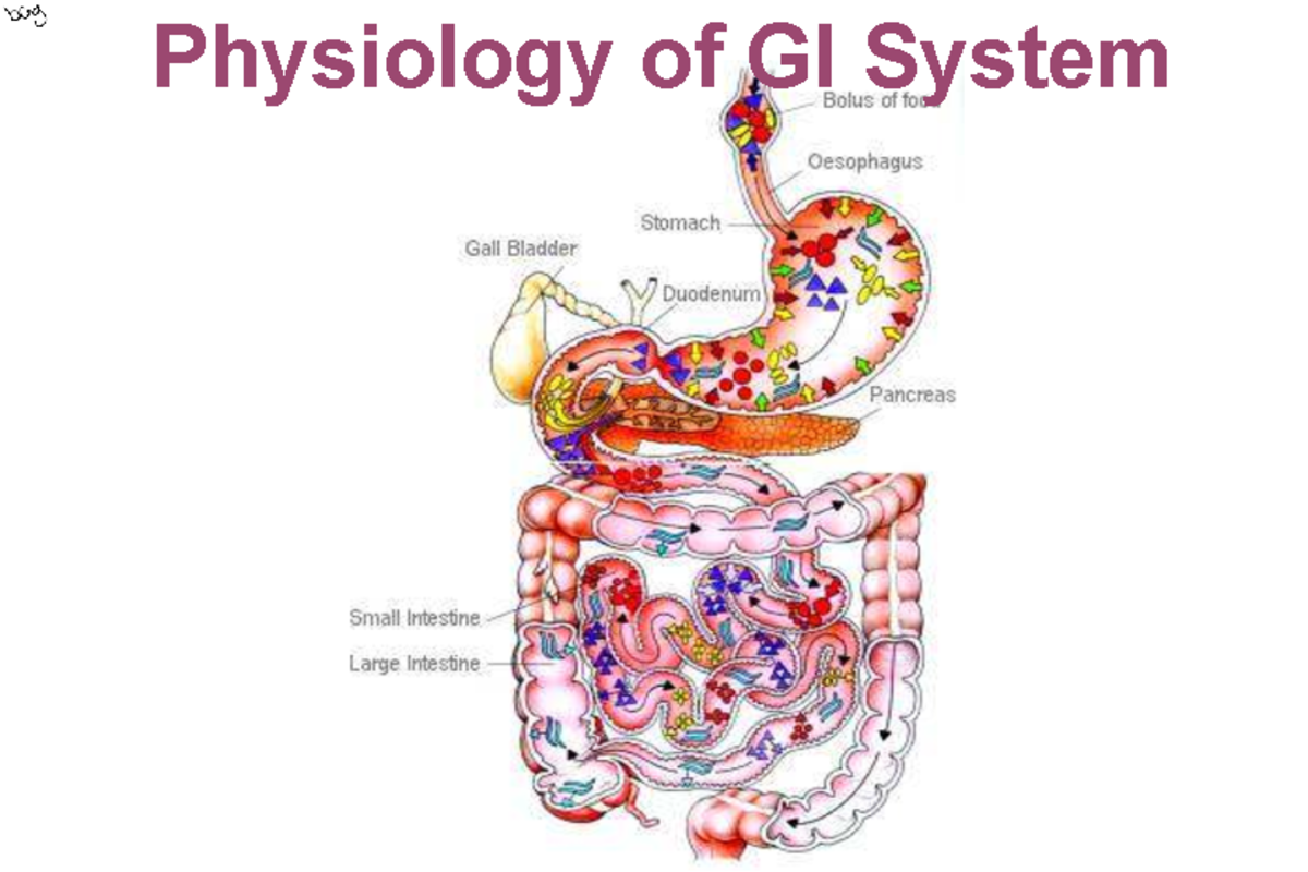 ANP 1107 LEC 3 - Physiology of the GI System Overview - Studocu