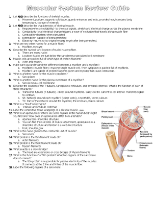 Muscular System Review Guide - The unkac teristics OF muscle is ...