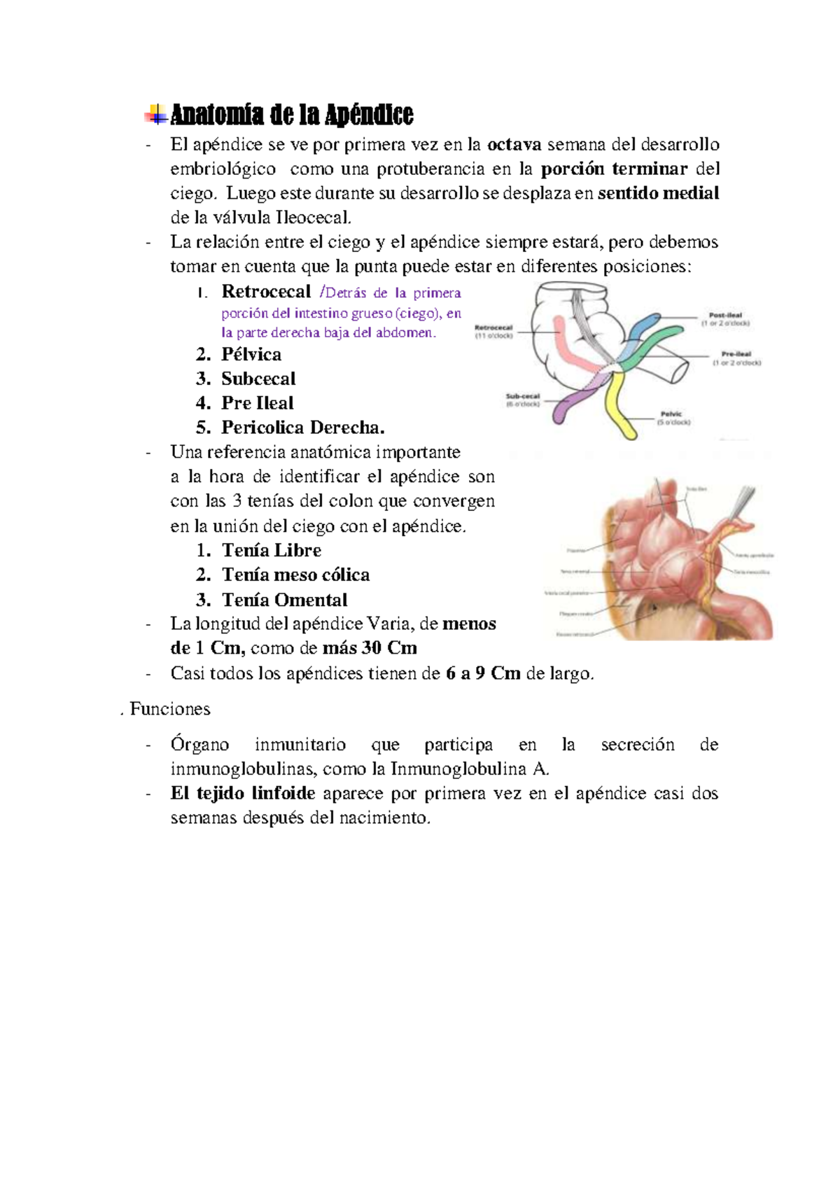 Anatomía y Apendicitis Aguda: Detalles Esenciales (MÉD 101) - Studocu