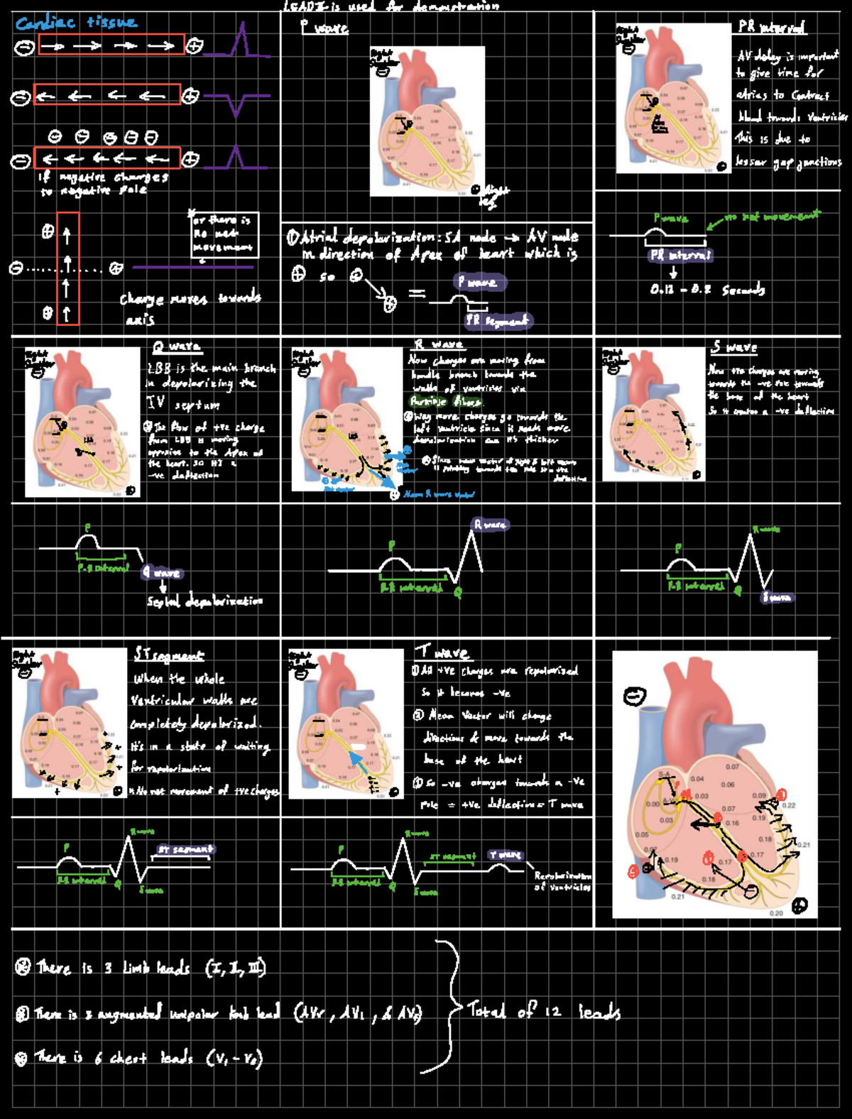 EKG Basics: Understanding Cardiac Tissue Waves and Intervals - Studocu