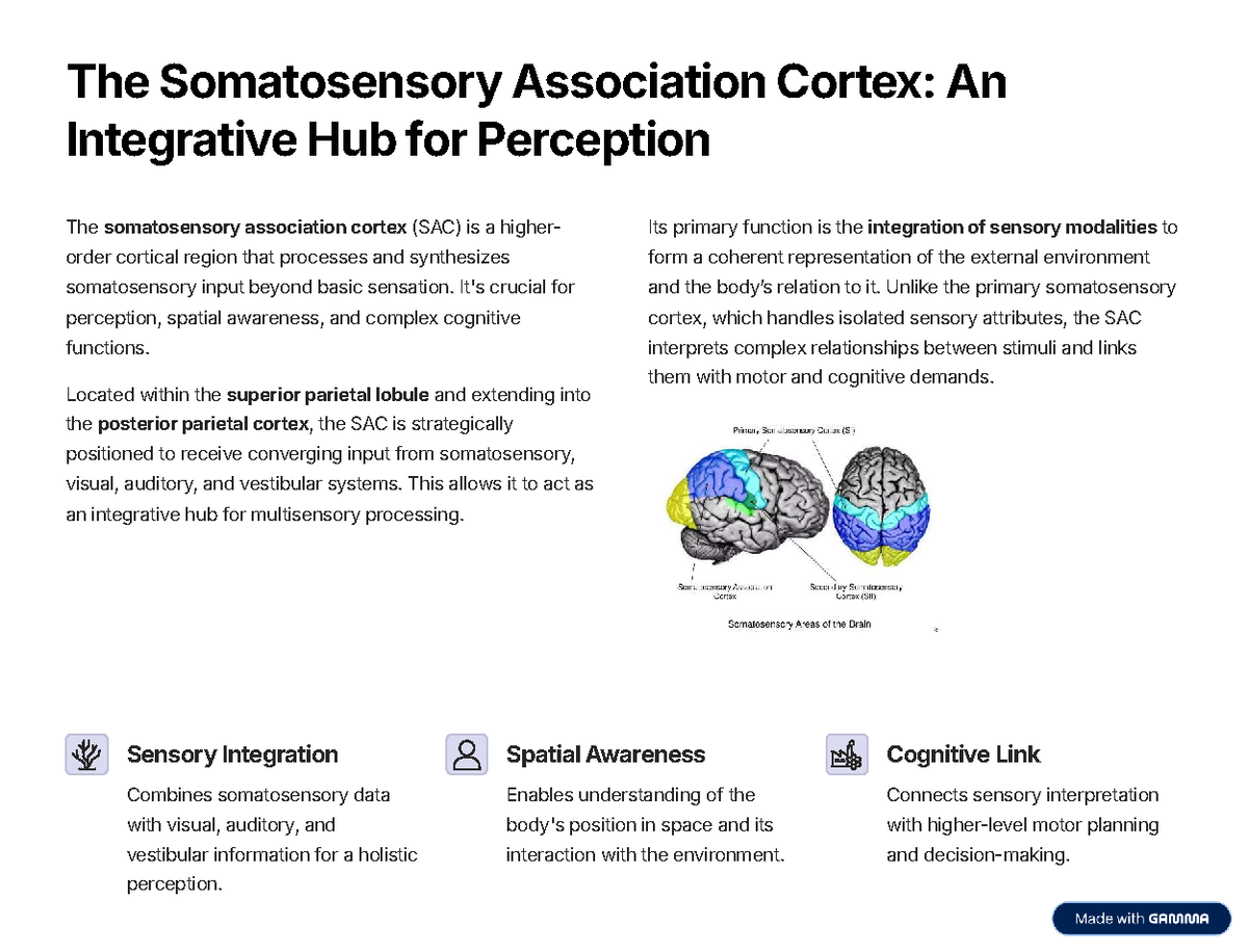 Unit 2 PPT 2 - Neuropsychology: The Role of the Somatosensory ...