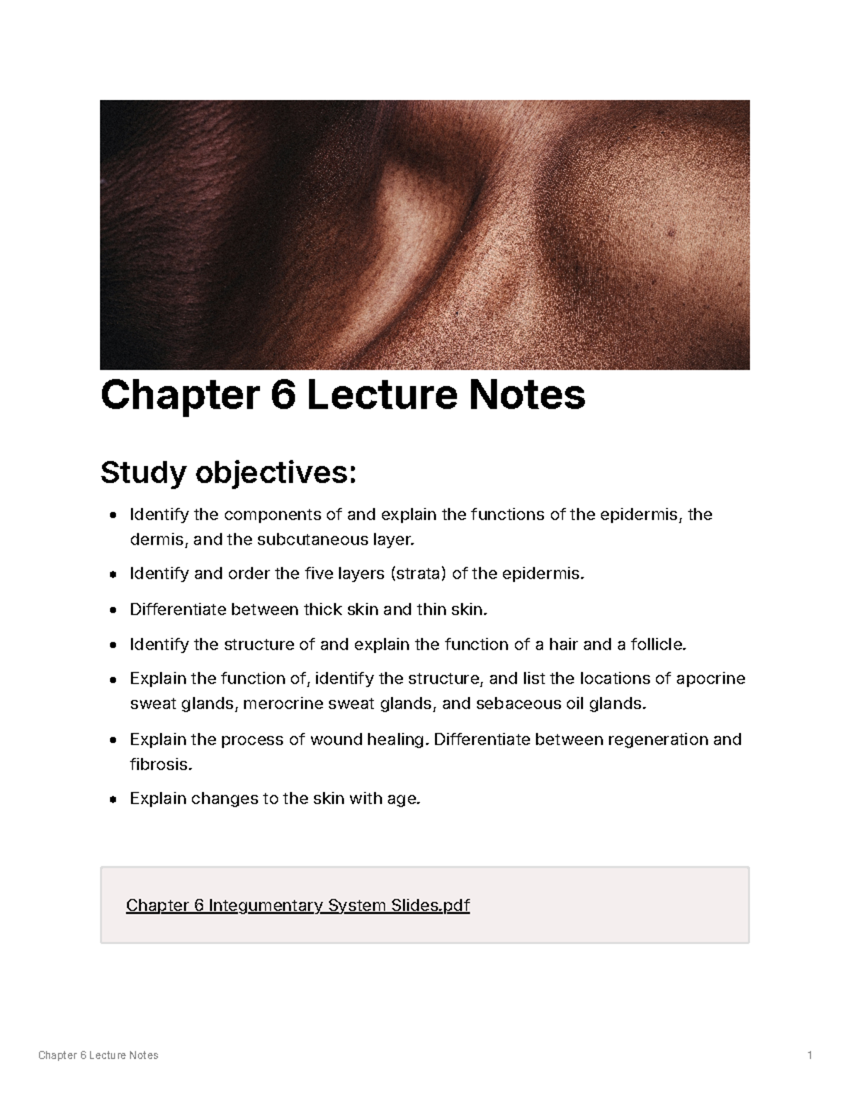 Chapter 6 Lecture Notes: Integumentary System Overview - Chapter 6 ...
