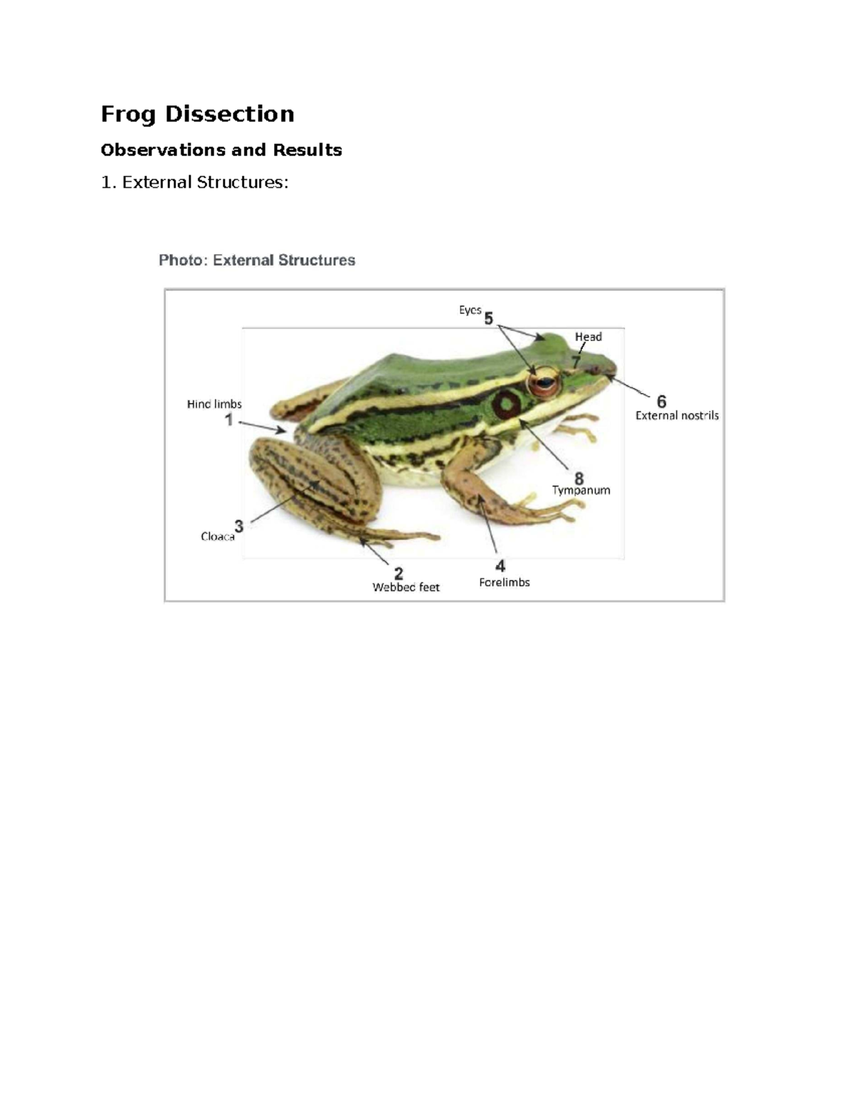 M3 Frog Dissection Lab: Observations & Structure Analysis - Studocu