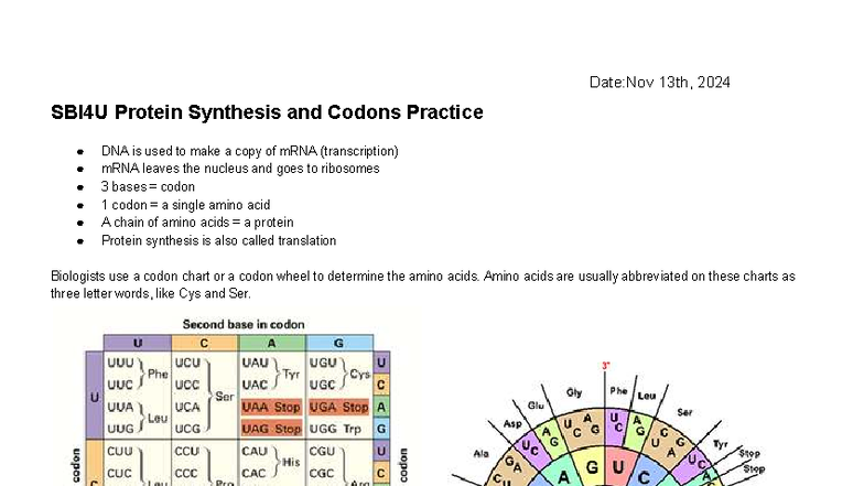 SBI4U Protein Synthesis & Codons Practice Guide - Studocu