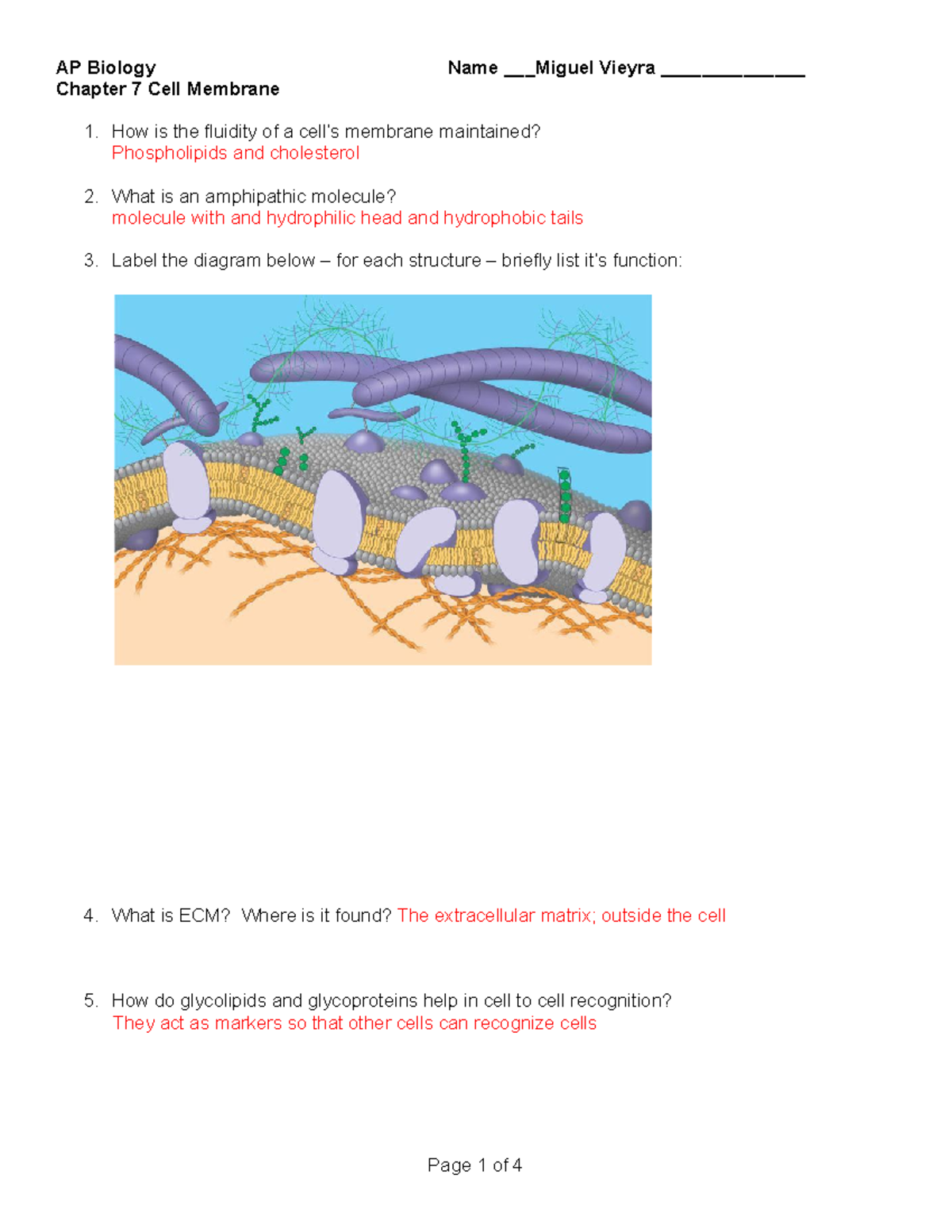 AP Biology Chapter 7 Guided Reading: Osmosis & Diffusion Insights - Studocu