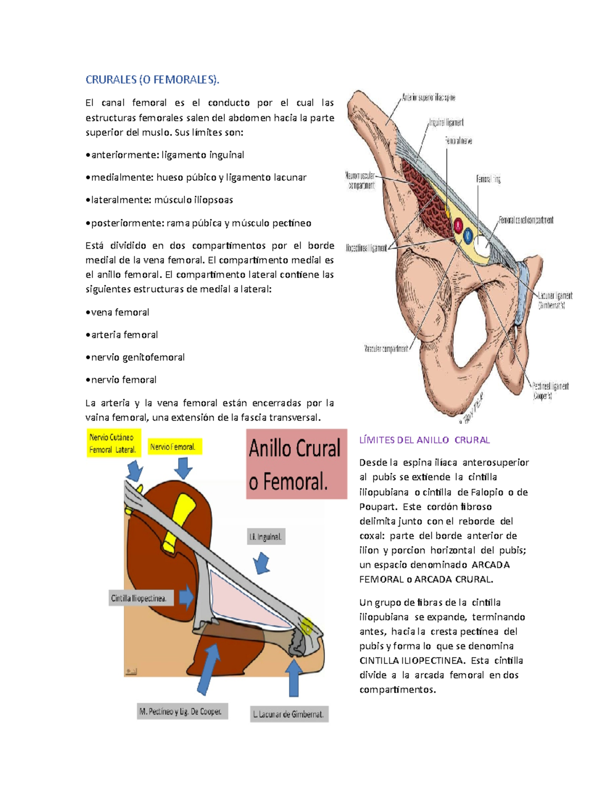 Anatomía del Conducto Crural y Hernias Femoral - CRURALES - Studocu