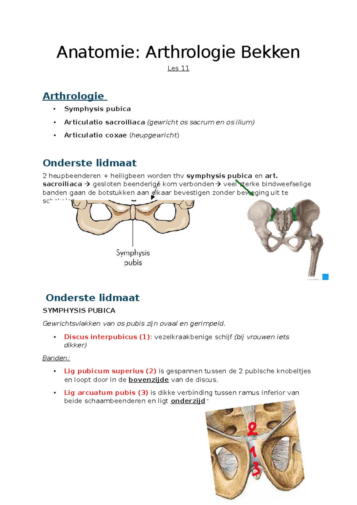 Anatomie Deel 11: Samenvatting van Arthrologie en Heupgewricht - Studocu
