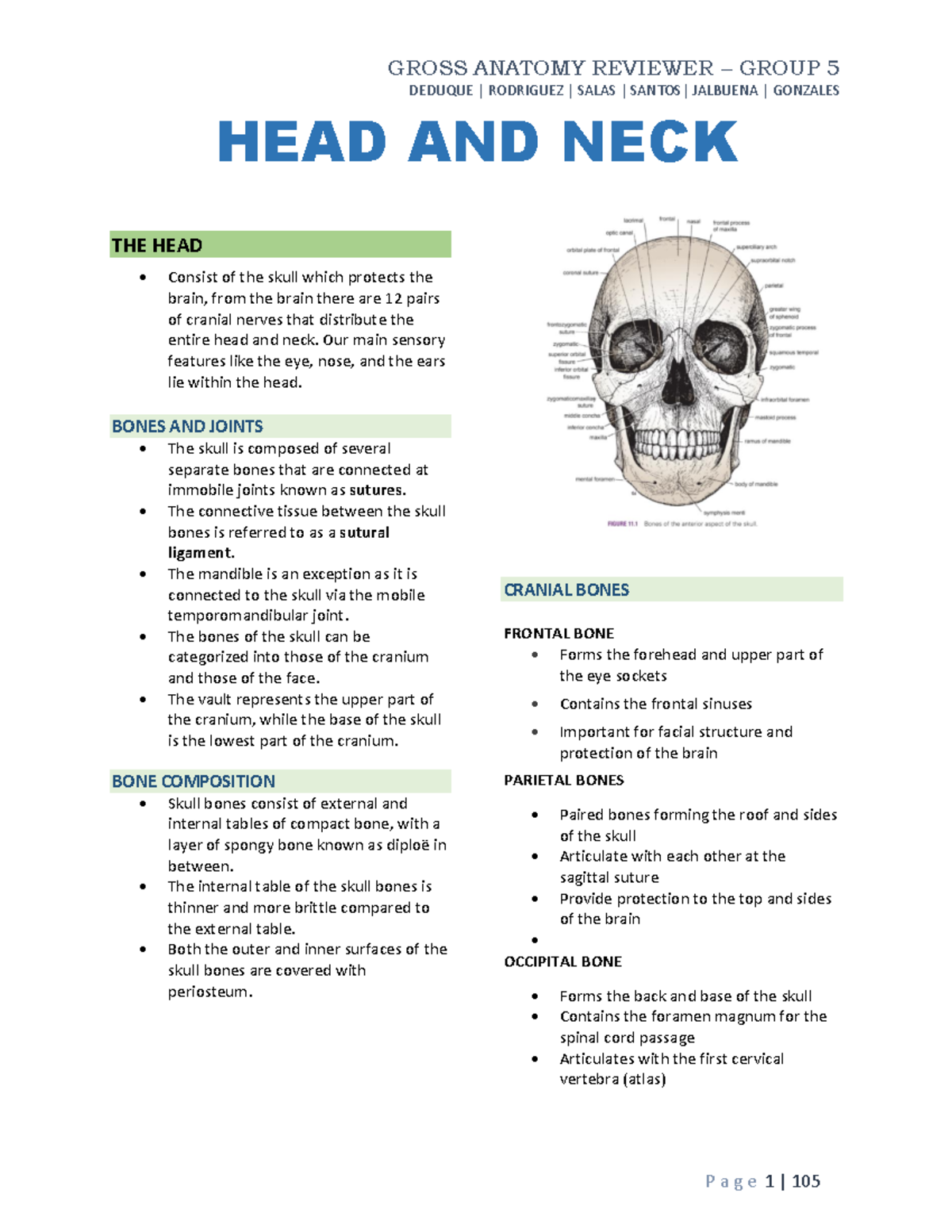 Head and Neck Anatomy Reviewer - Group 5 (GROSS ANATOMY) - Studocu