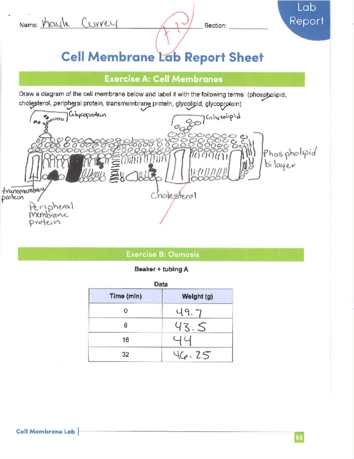 BSC2010 Lab Report: Cell Membrane and Osmosis Experiments - Studocu