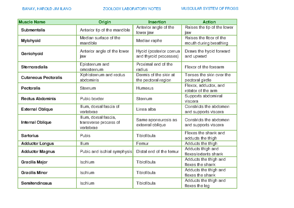 Muscular System OF FROG Summary - Muscle Name Origin Insertion Action ...