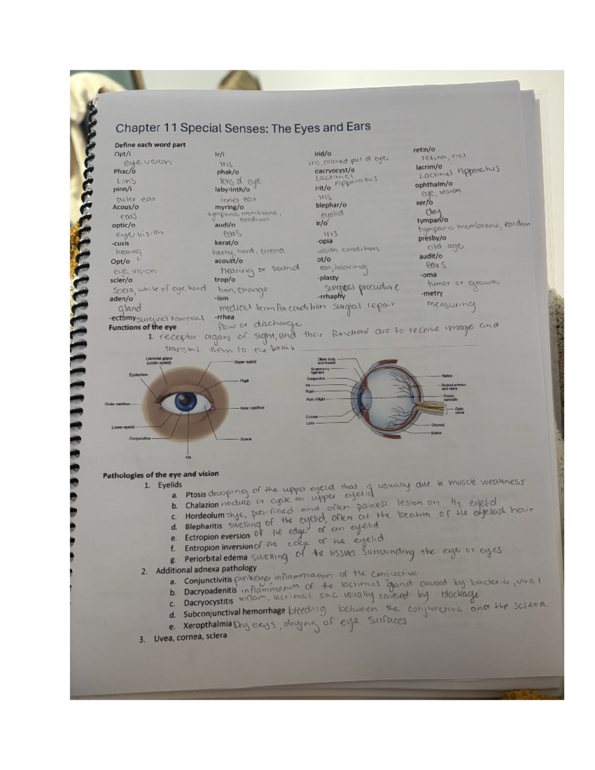 Chapter 11: Special Senses - Eyes and Ears Workbook (11) - Studocu