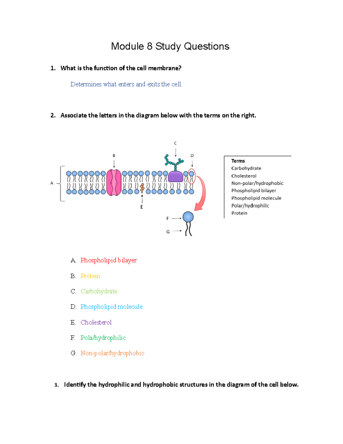 Module 8 study guide - Module 8 Study Questions What is the function of ...
