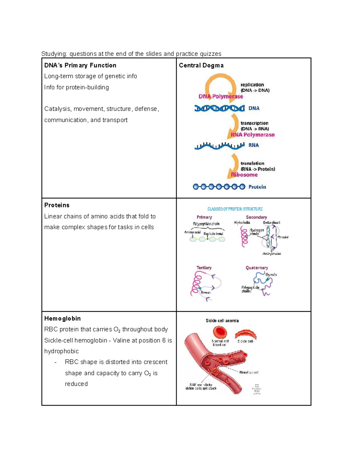 Genetics Exam 1 Study Guide: Key Concepts and Mechanisms - Studocu